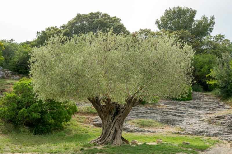Olive tree – Fondation Charles Corm